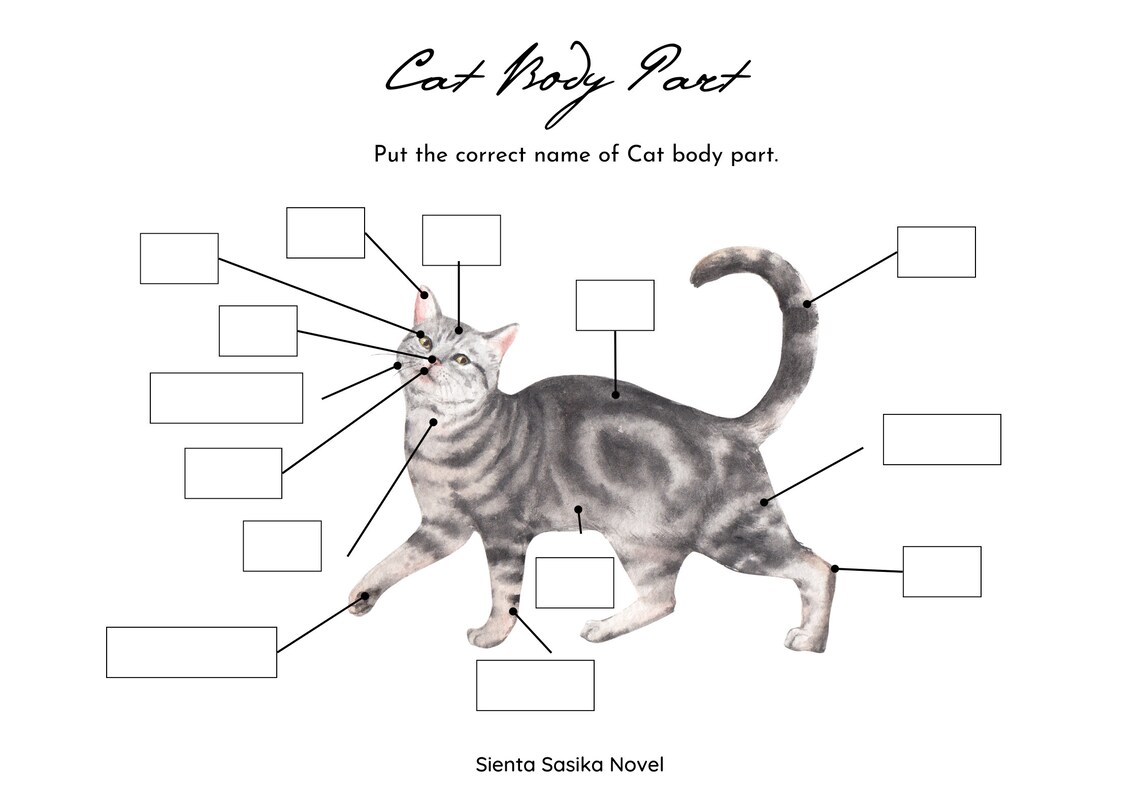 Cats Nature Unit Study: Homeschool Printable (386 Pages) (PDF) - Etsy