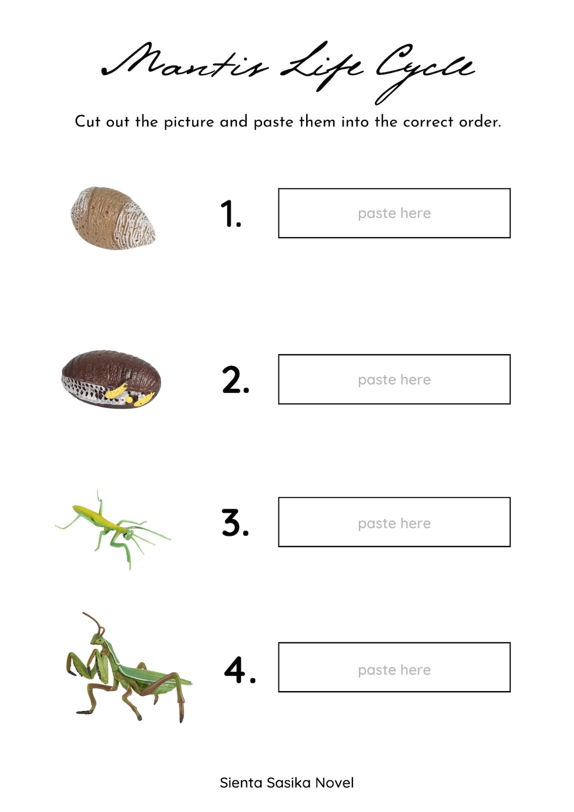 LIFE CYCLE: Mantis Life Cycle for Your Figurine Life Cycle Material ...