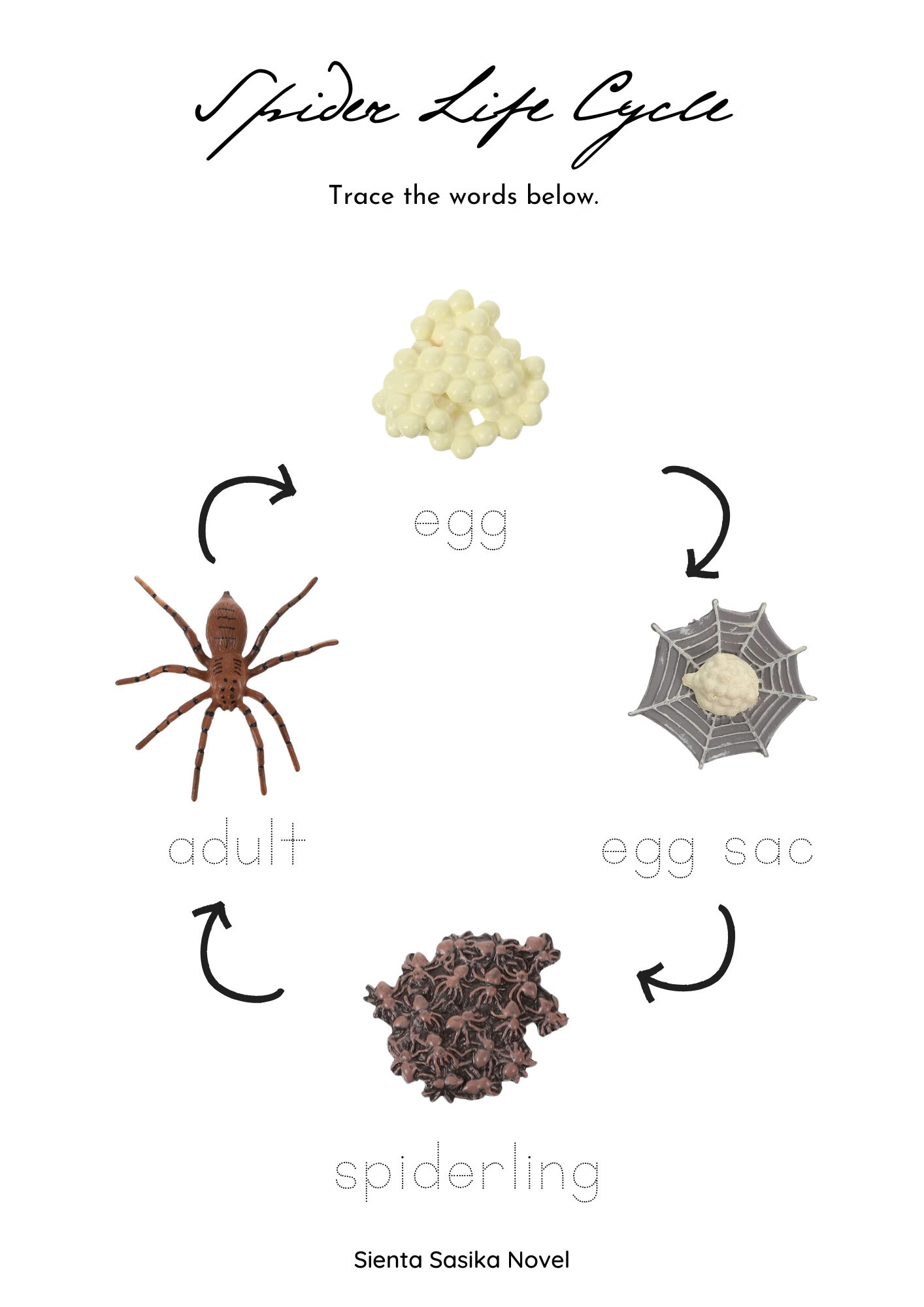 Spider Life Cycle