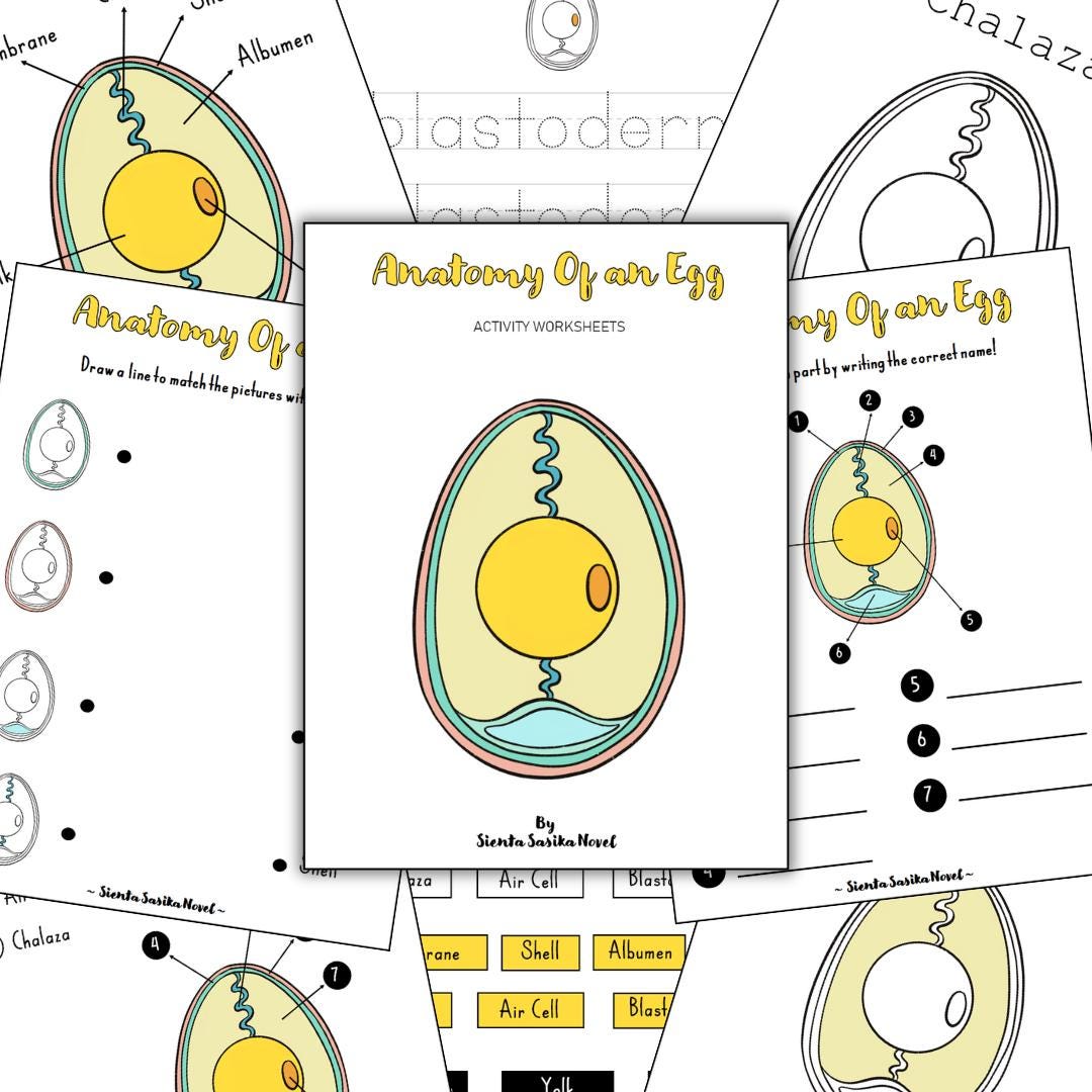 ANATOMY of AN EGG: Montessori 3 Parts Card and 50 Worksheet Pages Egg ...