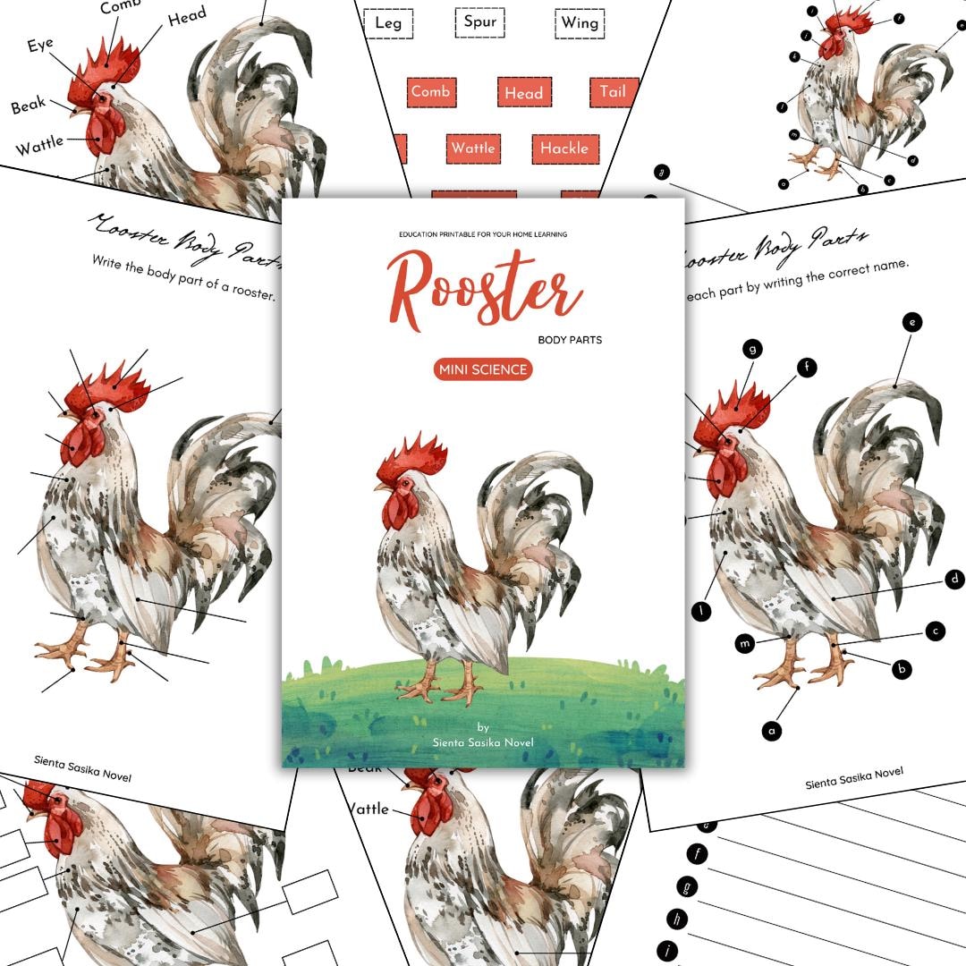 Mini Science: Learning Rooster Body Parts, Animal Anatomy - Etsy