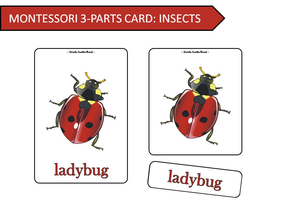 BUNDLE MONTESSORI 3 Parts Card: Fish, Insects, Birds Flash Cards Total ...