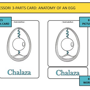 ANATOMY of AN EGG: Montessori 3 Parts Card and 50 Worksheet Pages Egg ...