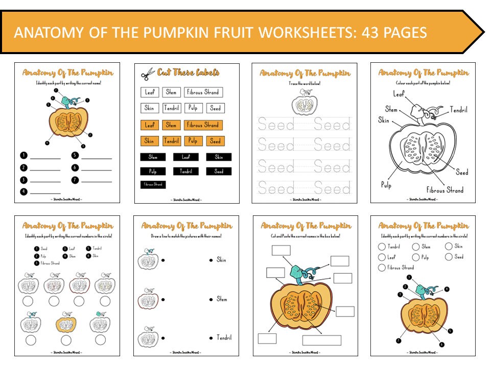 ANATOMY of THE PUMPKIN: Montessori 3 Parts Card and 43 Pages Worksheet ...