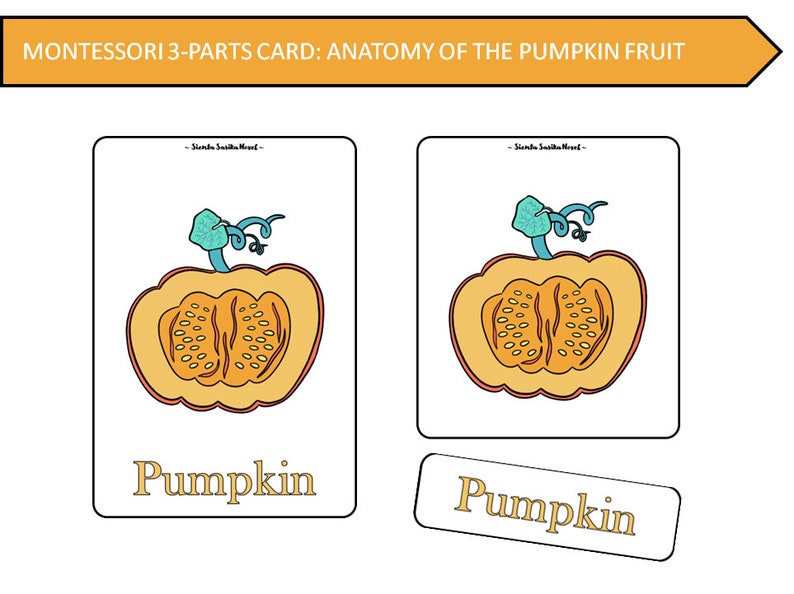 ANATOMY of THE PUMPKIN: Montessori 3 Parts Card and 43 Pages - Etsy