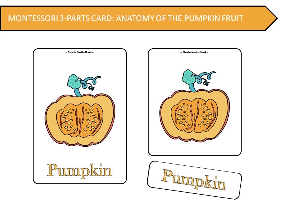 ANATOMY of THE PUMPKIN: Montessori 3 Parts Card and 43 Pages Worksheet ...