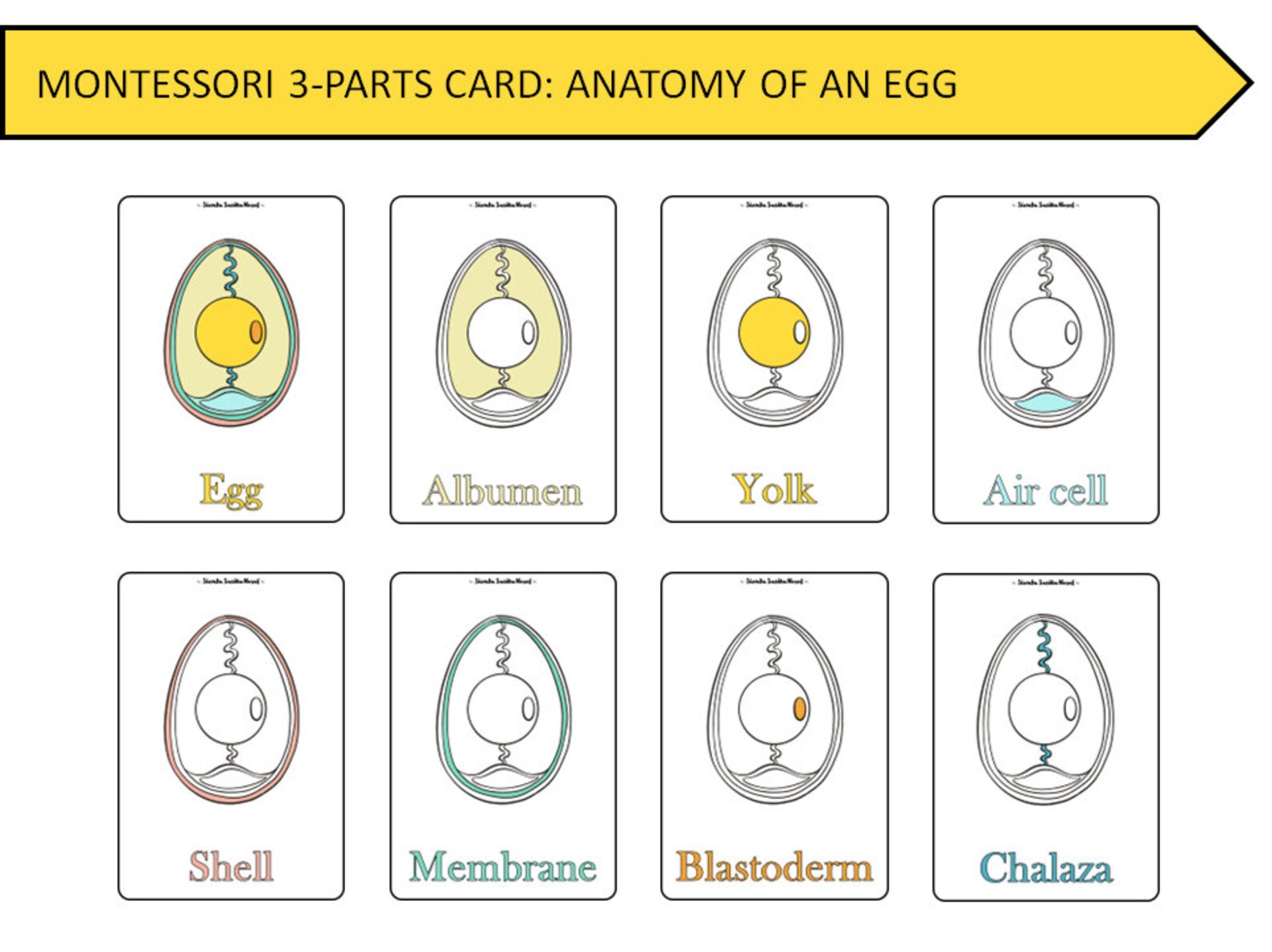 ANATOMY of AN EGG: Montessori 3 Parts Card and 50 Worksheet Pages Egg ...
