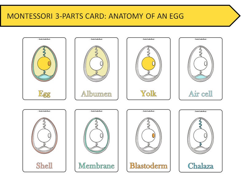 ANATOMY of AN EGG: Montessori 3 Parts Card and 50 Worksheet Pages Egg ...