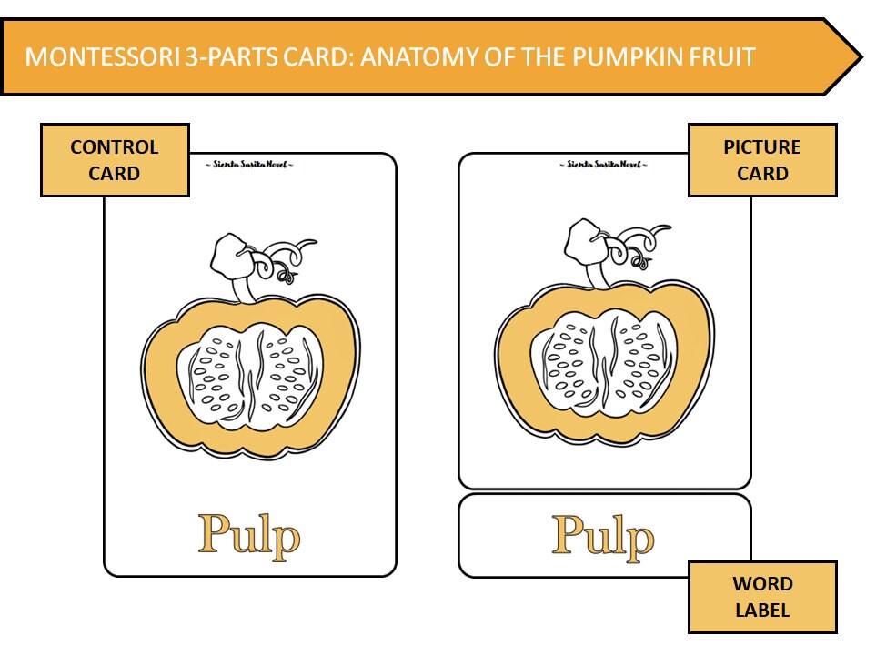 ANATOMY of THE PUMPKIN: Montessori 3 Parts Card and 43 Pages Worksheet ...