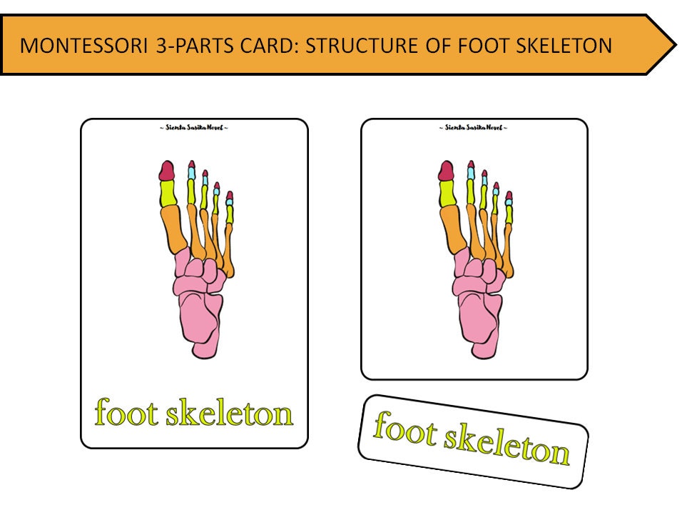 STRUCTURE of FOOT SKELETON: Montessori 3 Parts Card and 42 Worksheet ...