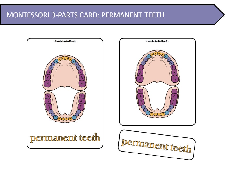 PERMANENT TEETH: Montessori 3 Parts Card and 60 Pages Worksheet | Human ...