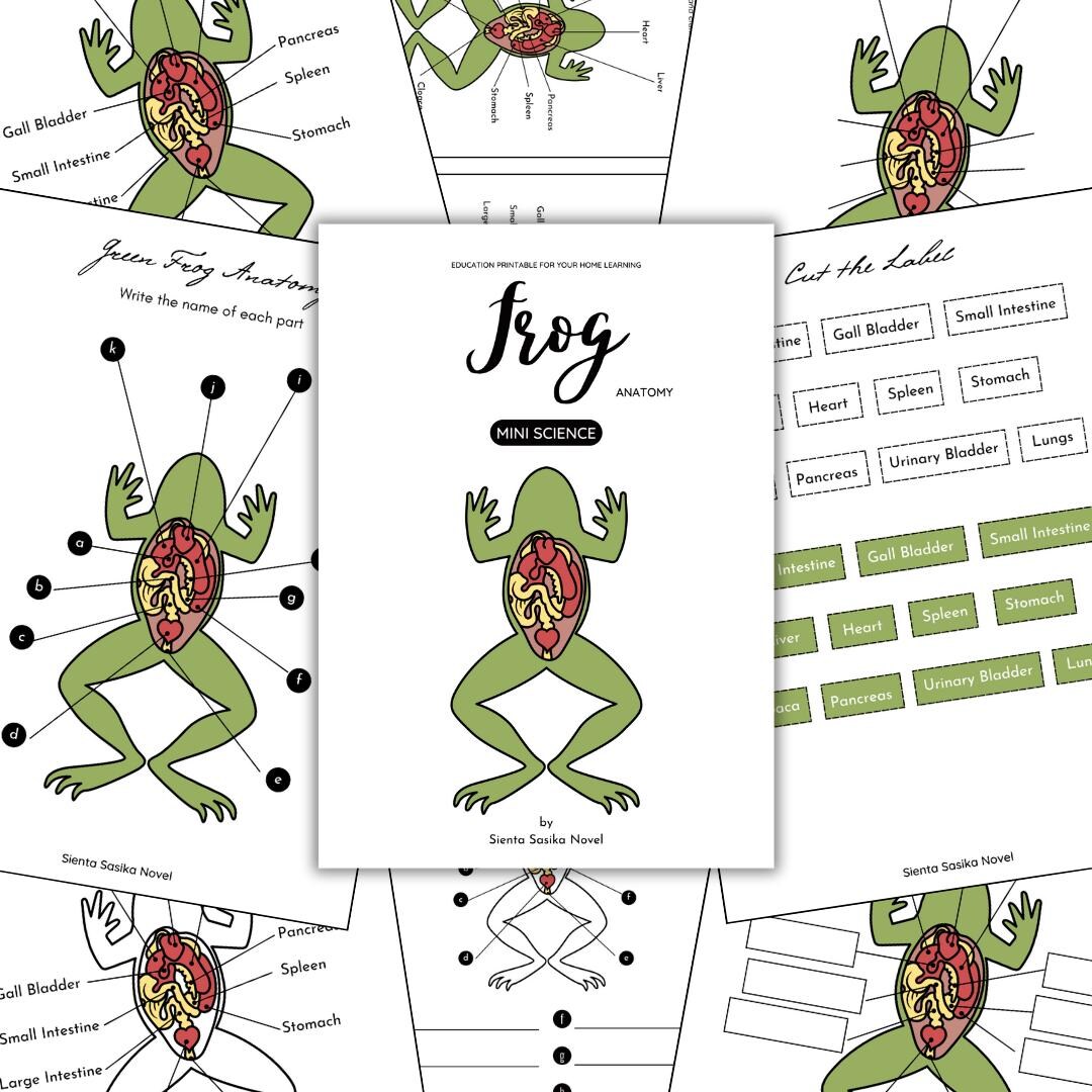 Frog Anatomy Learning Printable: Animal Anatomy Worksheet (PDF) - Etsy