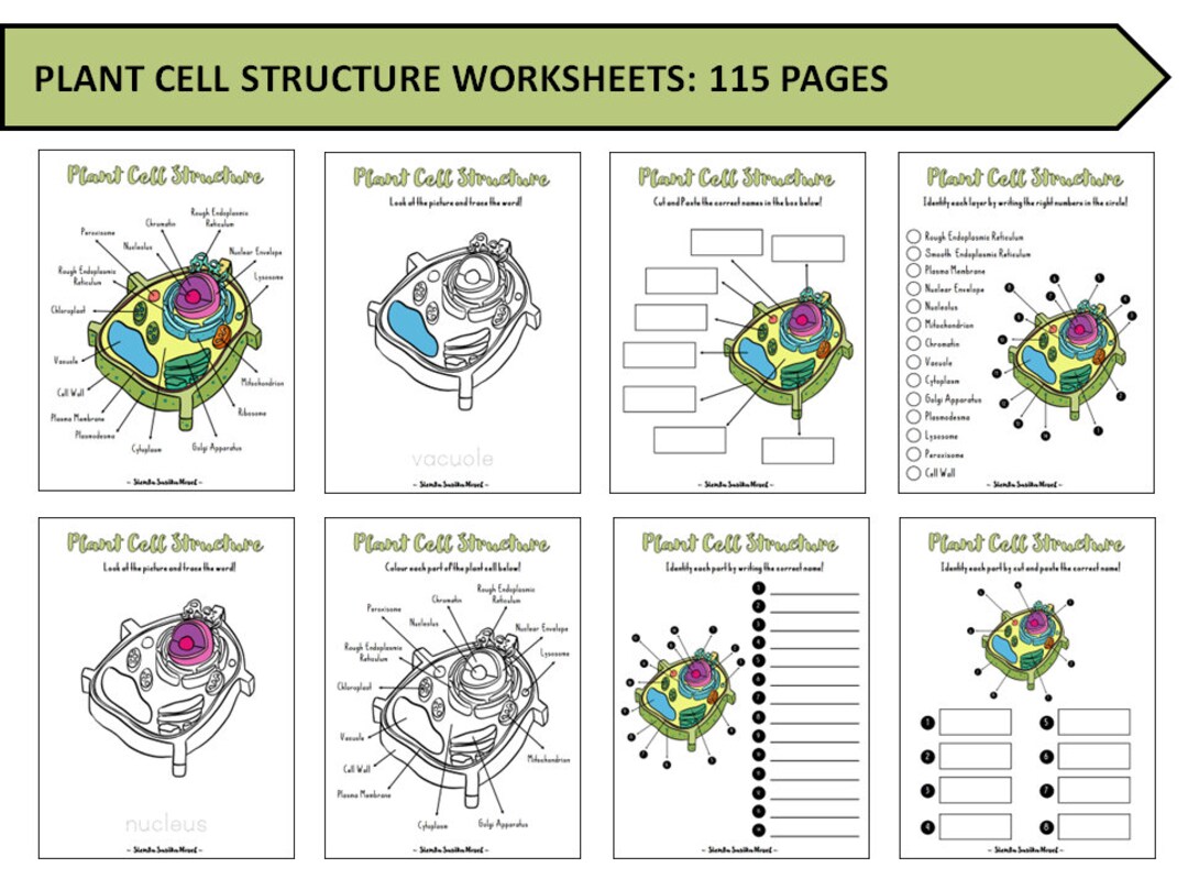 PLANT CELL STRUCTURE: Montessori 3 Parts Card and 115 Pages - Etsy