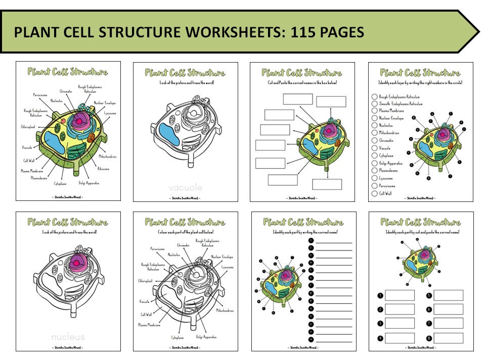 PLANT CELL STRUCTURE: Montessori 3 Parts Card and 115 Pages Worksheet ...