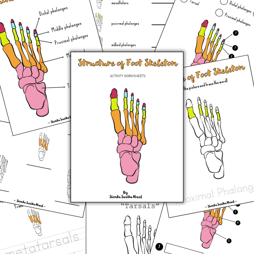 STRUCTURE of FOOT SKELETON: Montessori 3 Parts Card and 42 Worksheet ...