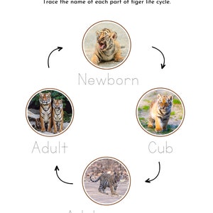 TIGER UNIT STUDY [nature Unit Study] Total 225 Pages | Science ...