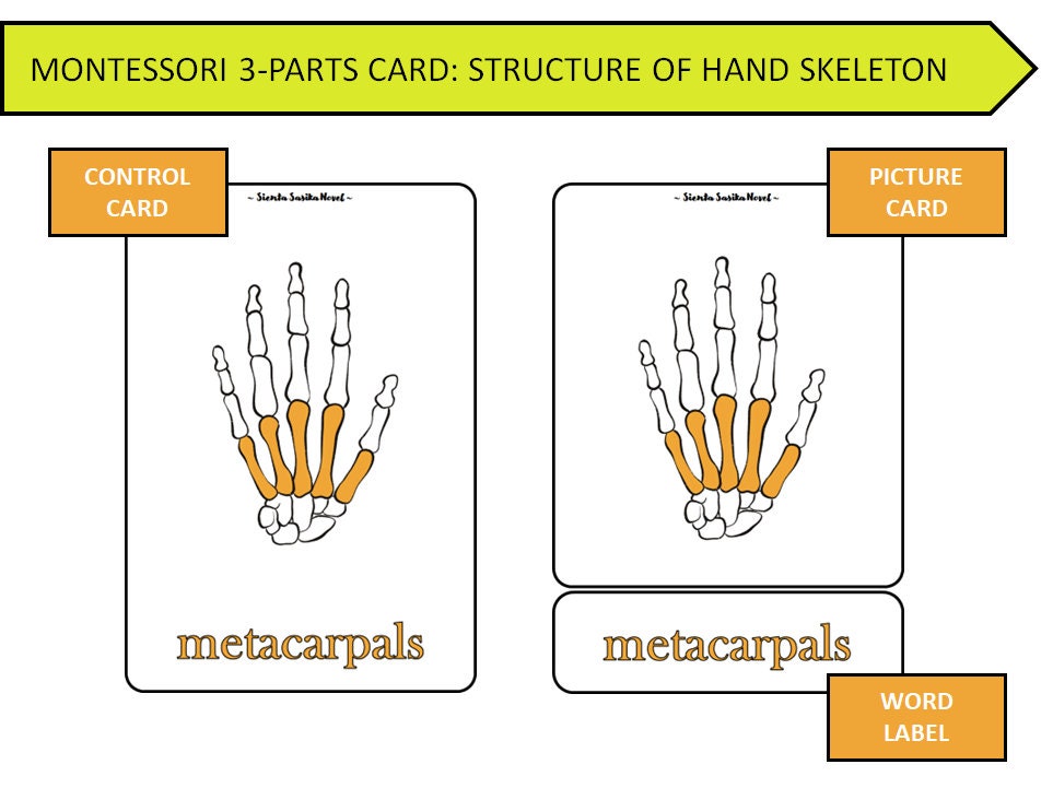 HAND SKELETON: Montessori 3 Parts Card and 42 Worksheet Pages | Hand ...