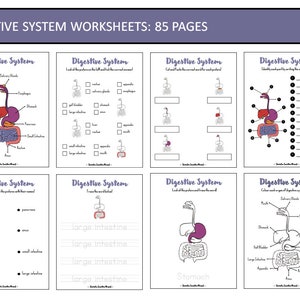 DIGESTIVE SYSTEM: Montessori 3 Parts Card and 85 Pages Worksheet ...