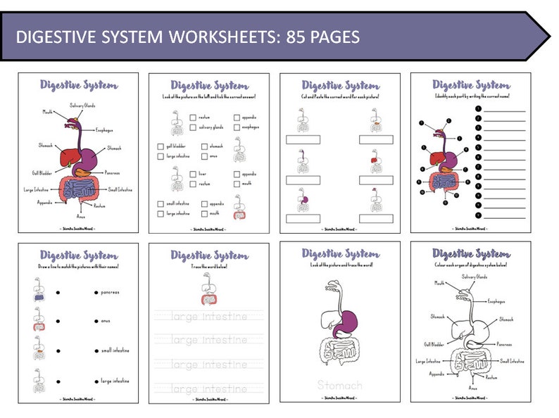 Digestive System Montessori 3-part Cards & Worksheets (PDF) - Etsy