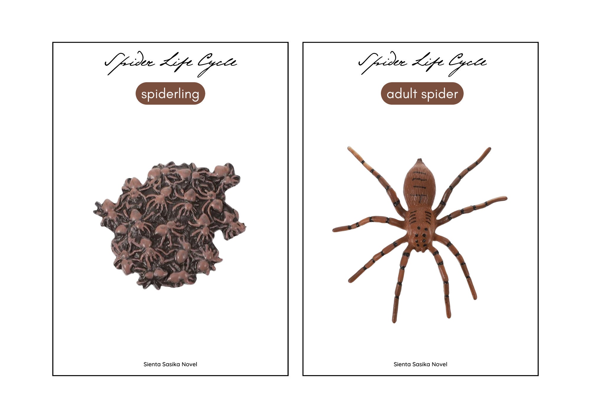 LIFE CYCLE: Spider Life Cycle for Your Figurine Life Cycle Material ...