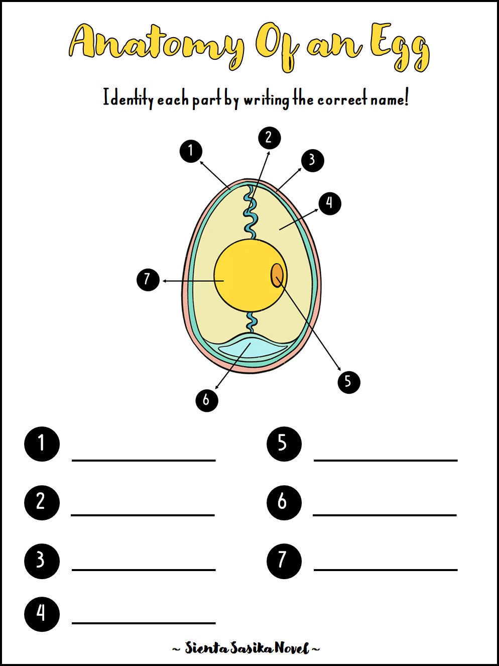 ANATOMY of AN EGG: Montessori 3 Parts Card and 50 Worksheet - Etsy