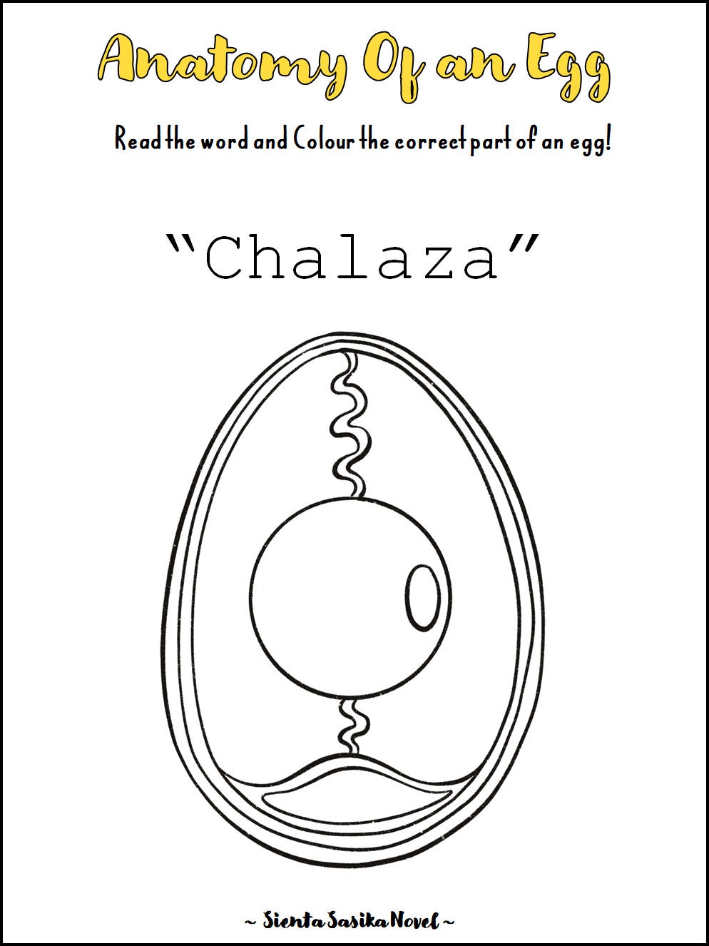 ANATOMY of AN EGG: Montessori 3 Parts Card and 50 Worksheet - Etsy