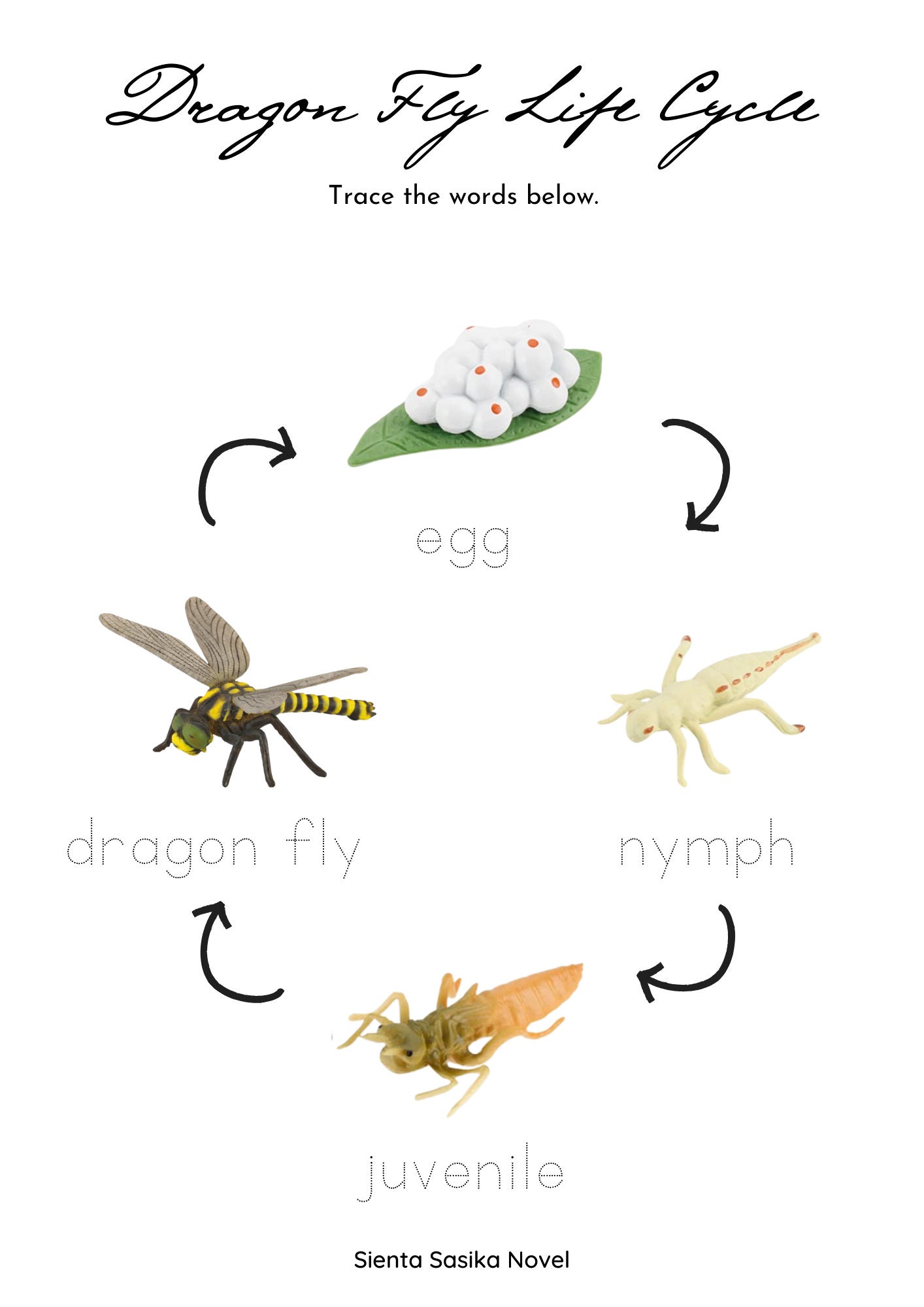 LIFE CYCLE: Dragon Fly Life Cycle for Your Figurine Life Cycle Material ...