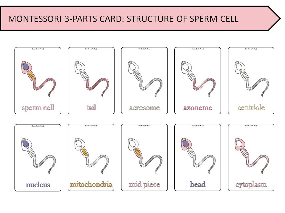 Sperm Cell Structure: Montessori 3-part Card & Worksheet (PDF) - Etsy