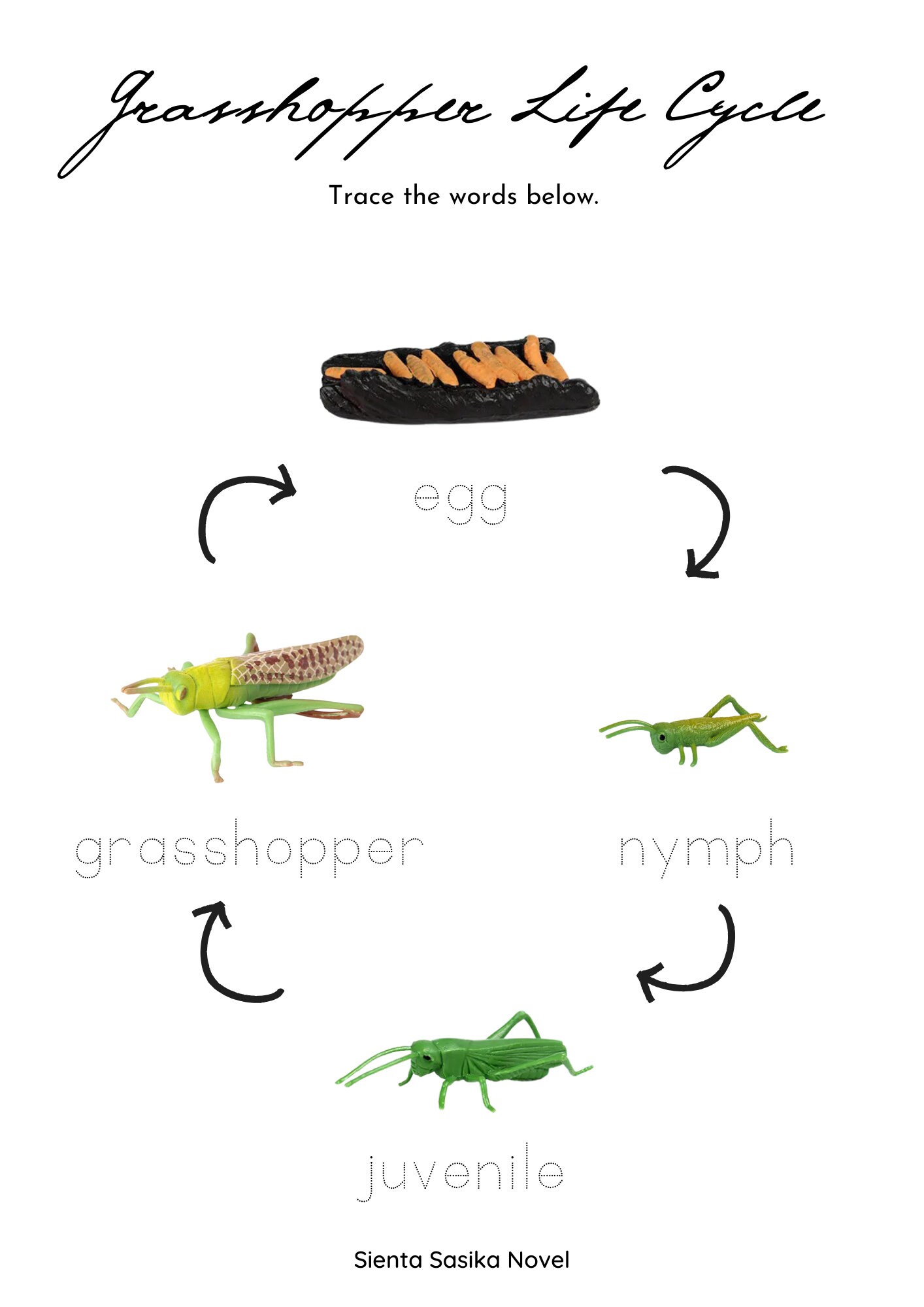LIFE CYCLE: Grasshopper Life Cycle for Your Figurine Life Cycle ...