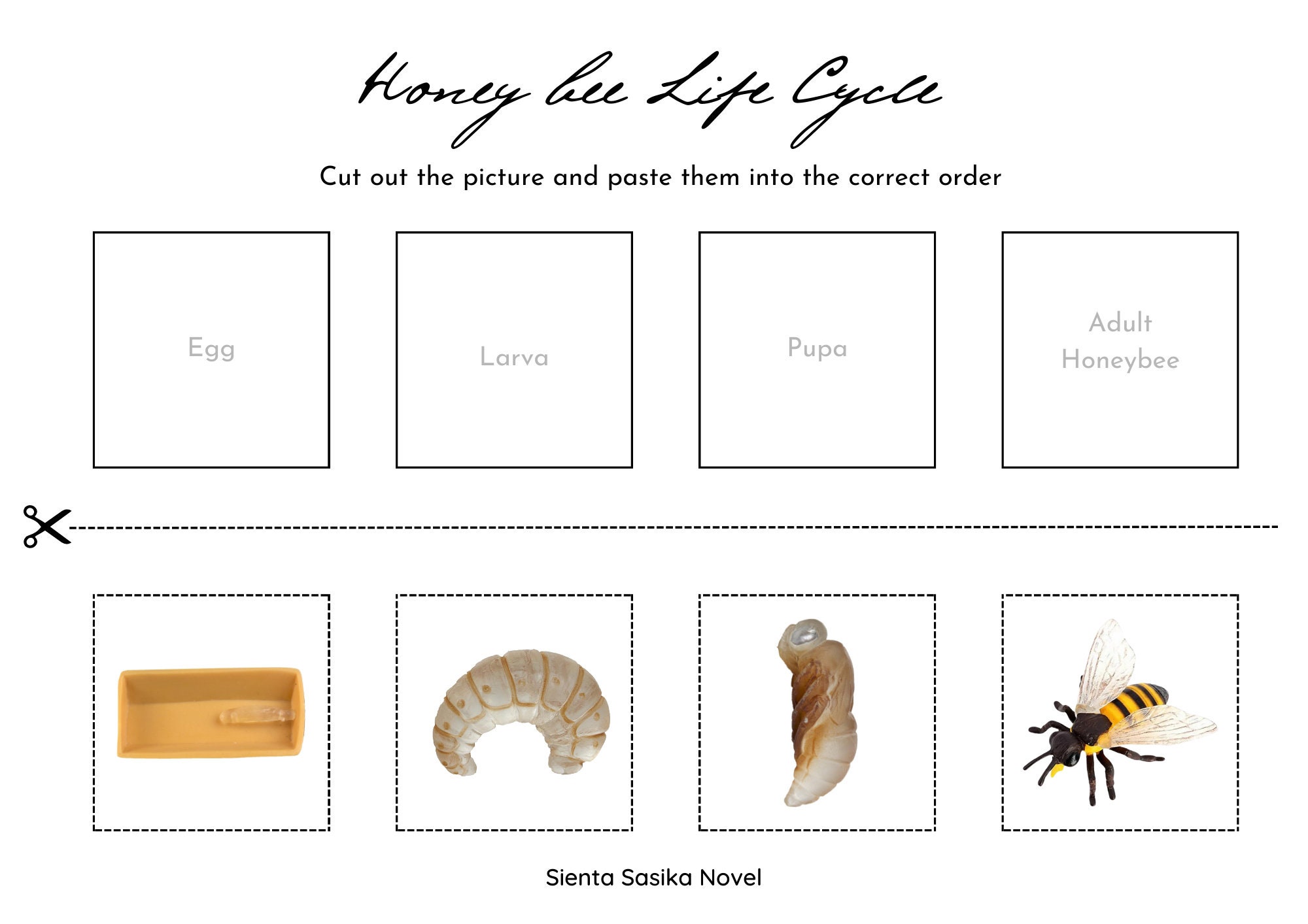 LIFE CYCLE: Honey Bee Life Cycle for Your Figurine Life Cycle Material ...