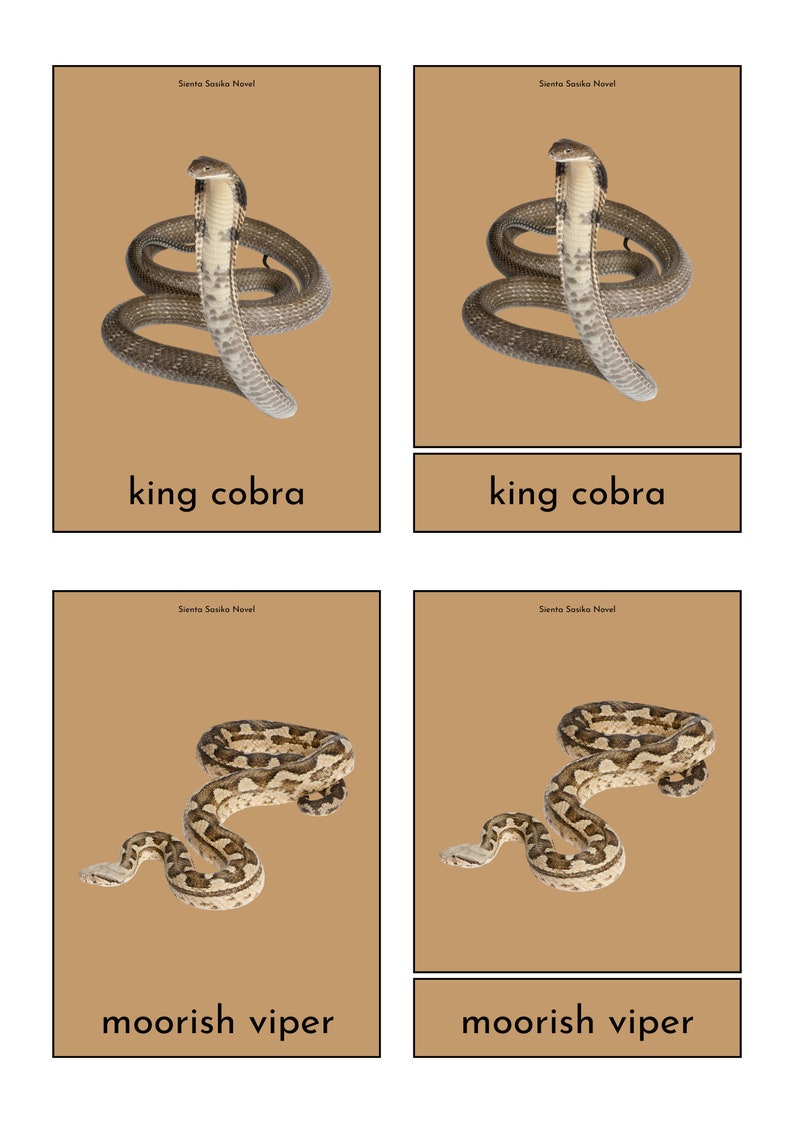 MONTESSORI 3 PARTS CARD: Real Picture of Reptiles| Homeschool, Home ...