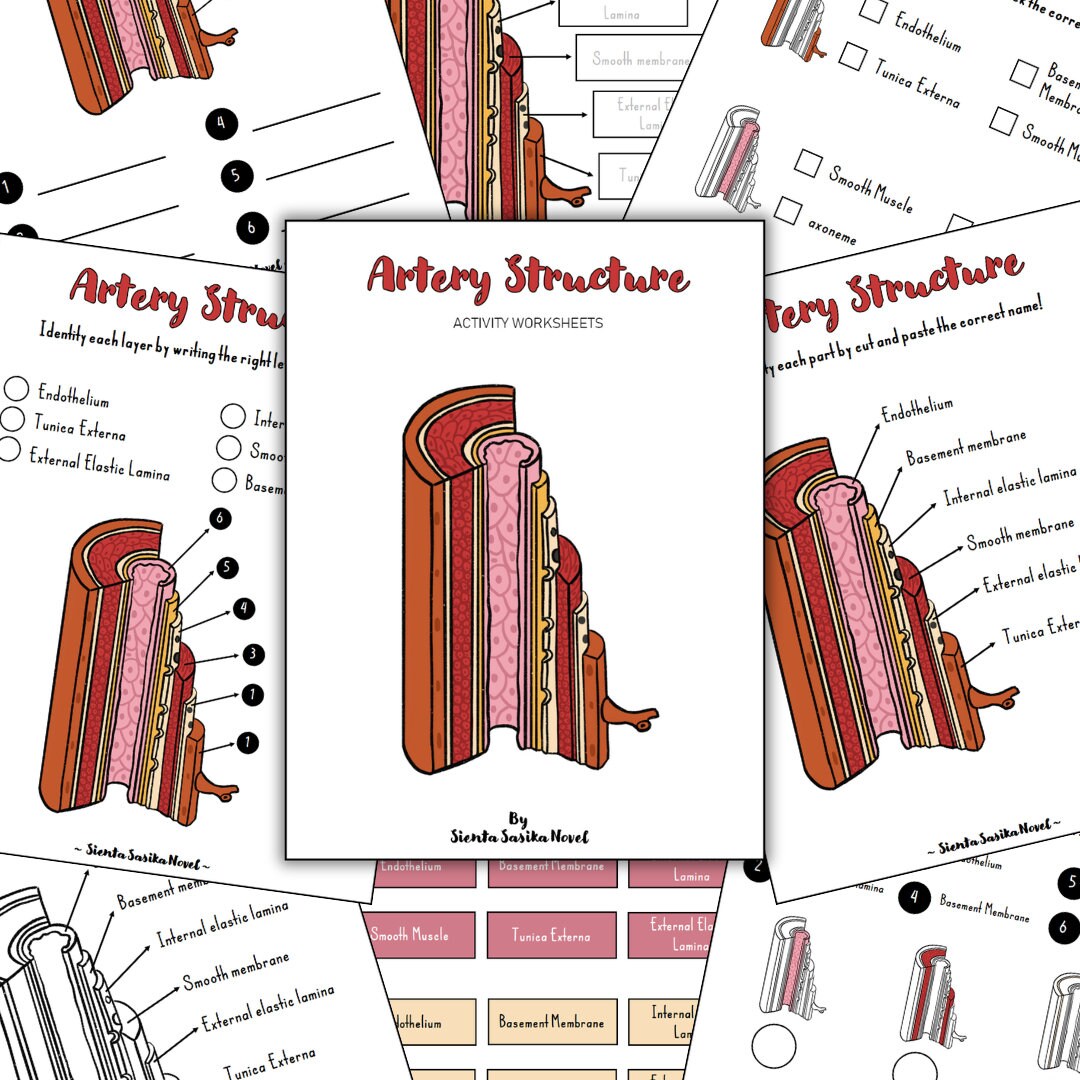 ARTERY STRUCTURE: Montessori 3A Parts Card and 51 Pages Worksheet ...