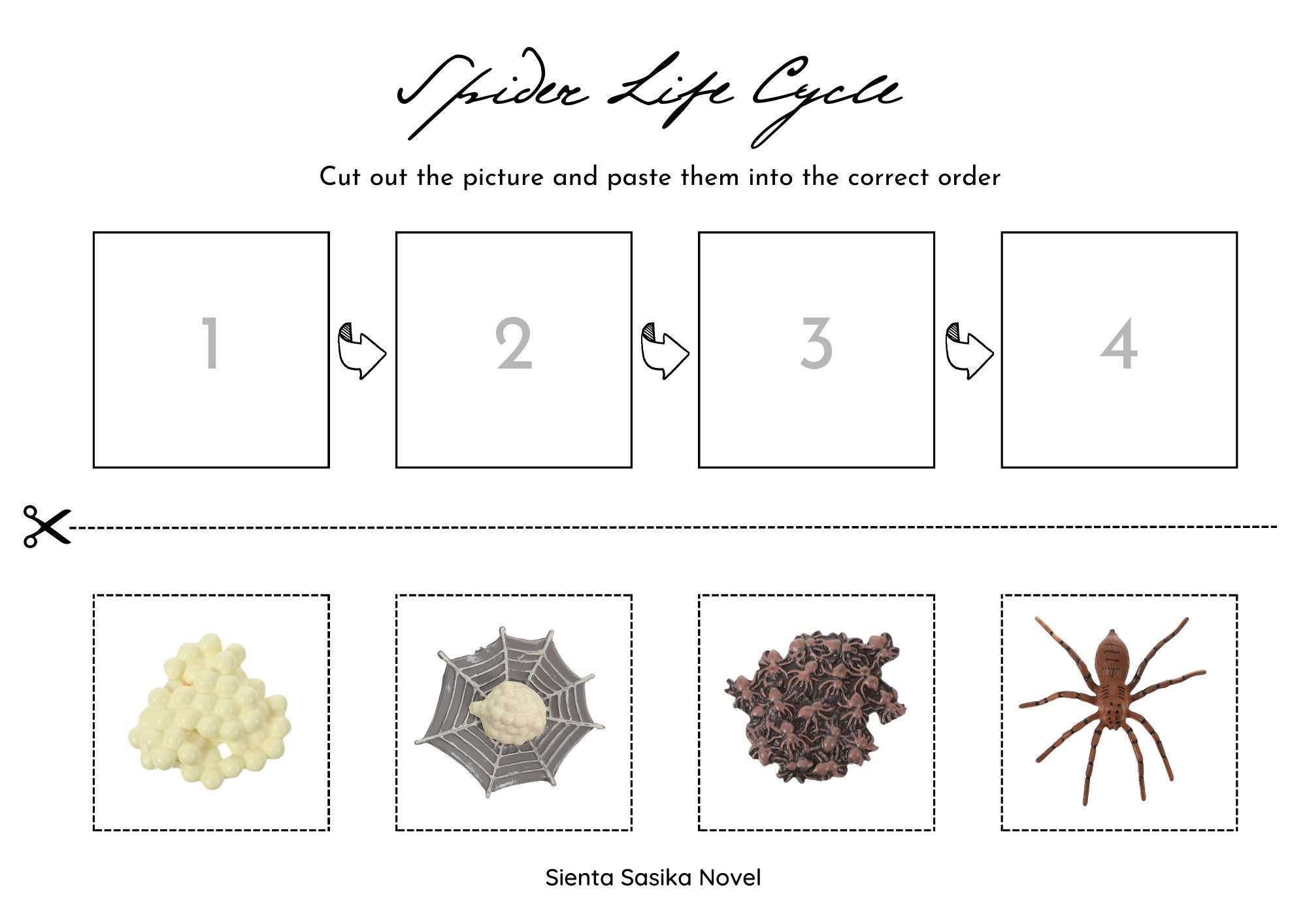 LIFE CYCLE: Spider Life Cycle for Your Figurine Life Cycle Material ...