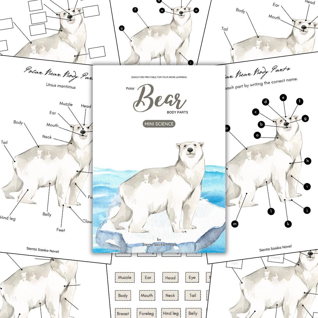 Polar Bear Anatomy: Body Parts Learning Printable (PDF) - Etsy