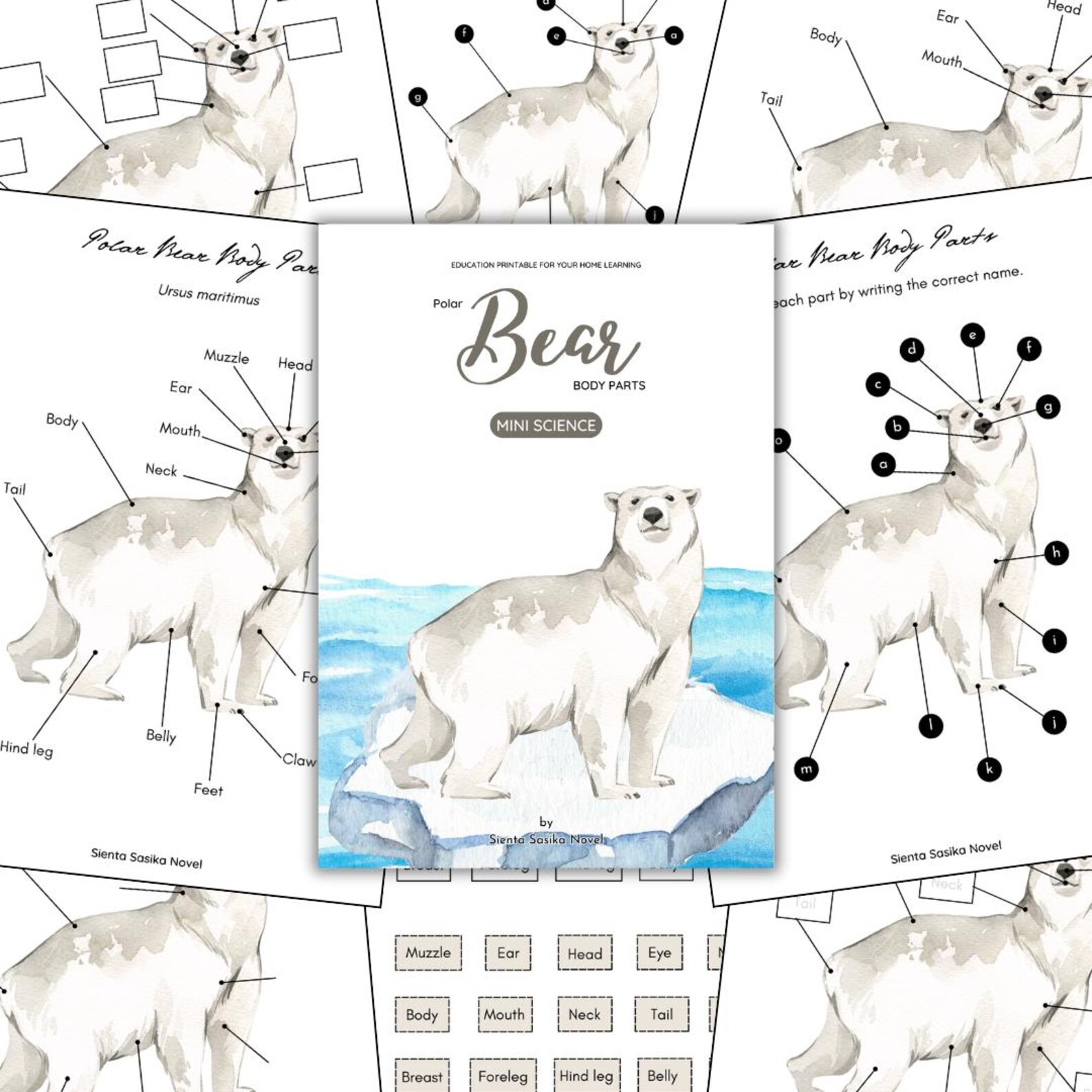 Polar Bear Anatomy: Body Parts Learning Printable (PDF) - Etsy Canada