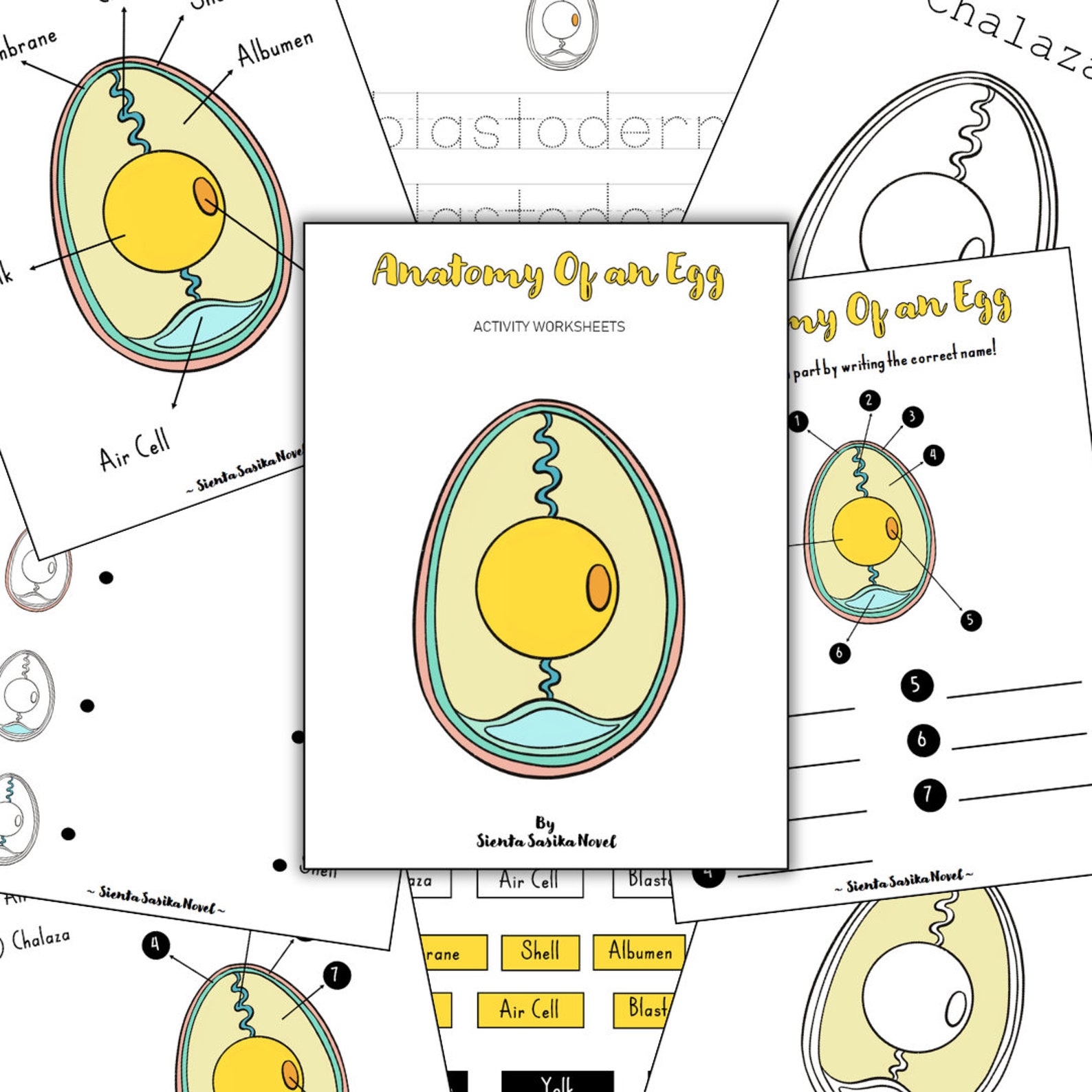 ANATOMY of AN EGG: Montessori 3 Parts Card and 50 Worksheet Pages Egg ...