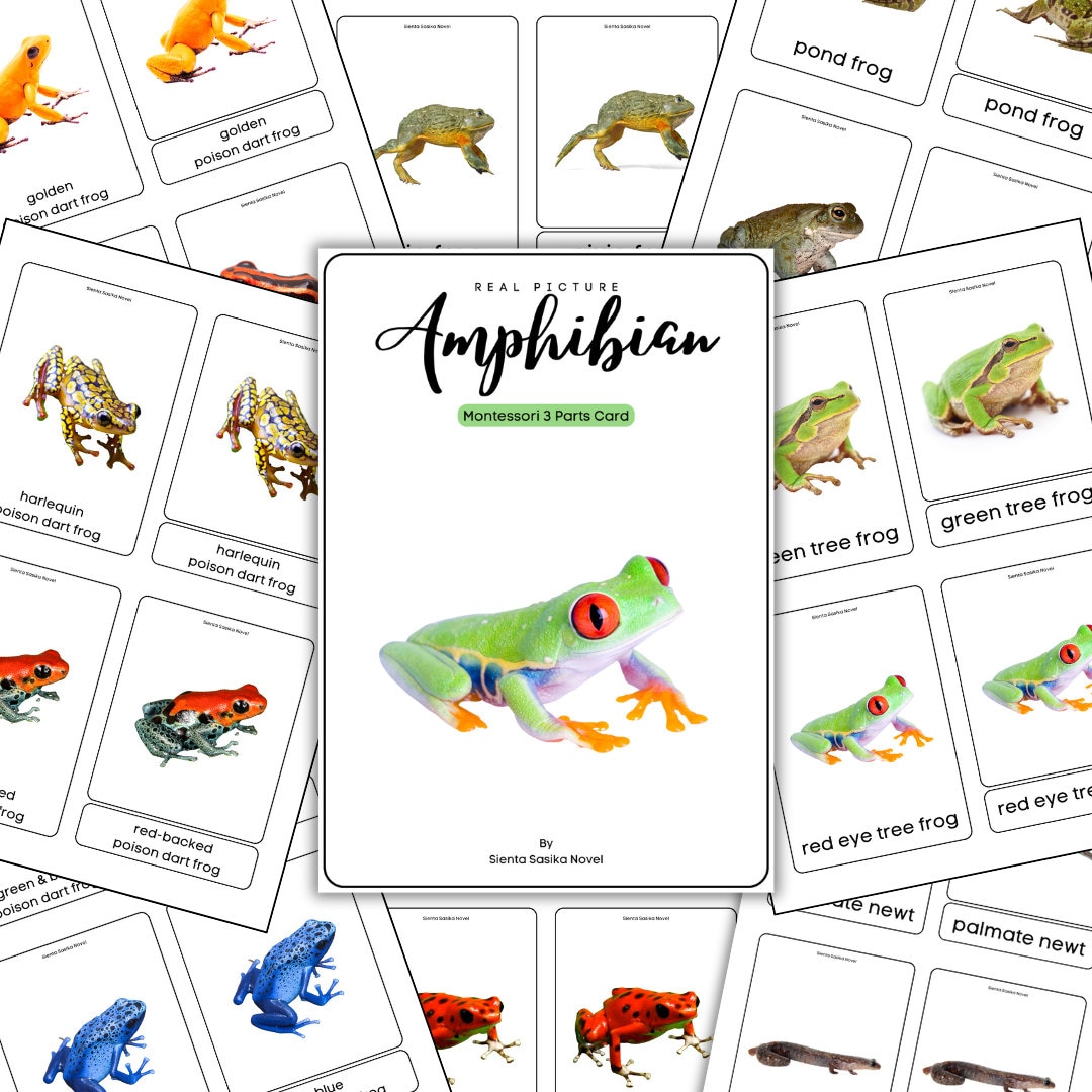MONTESSORI 3 PARTS CARD: Real Picture of Amphibian Homeschool, Home ...