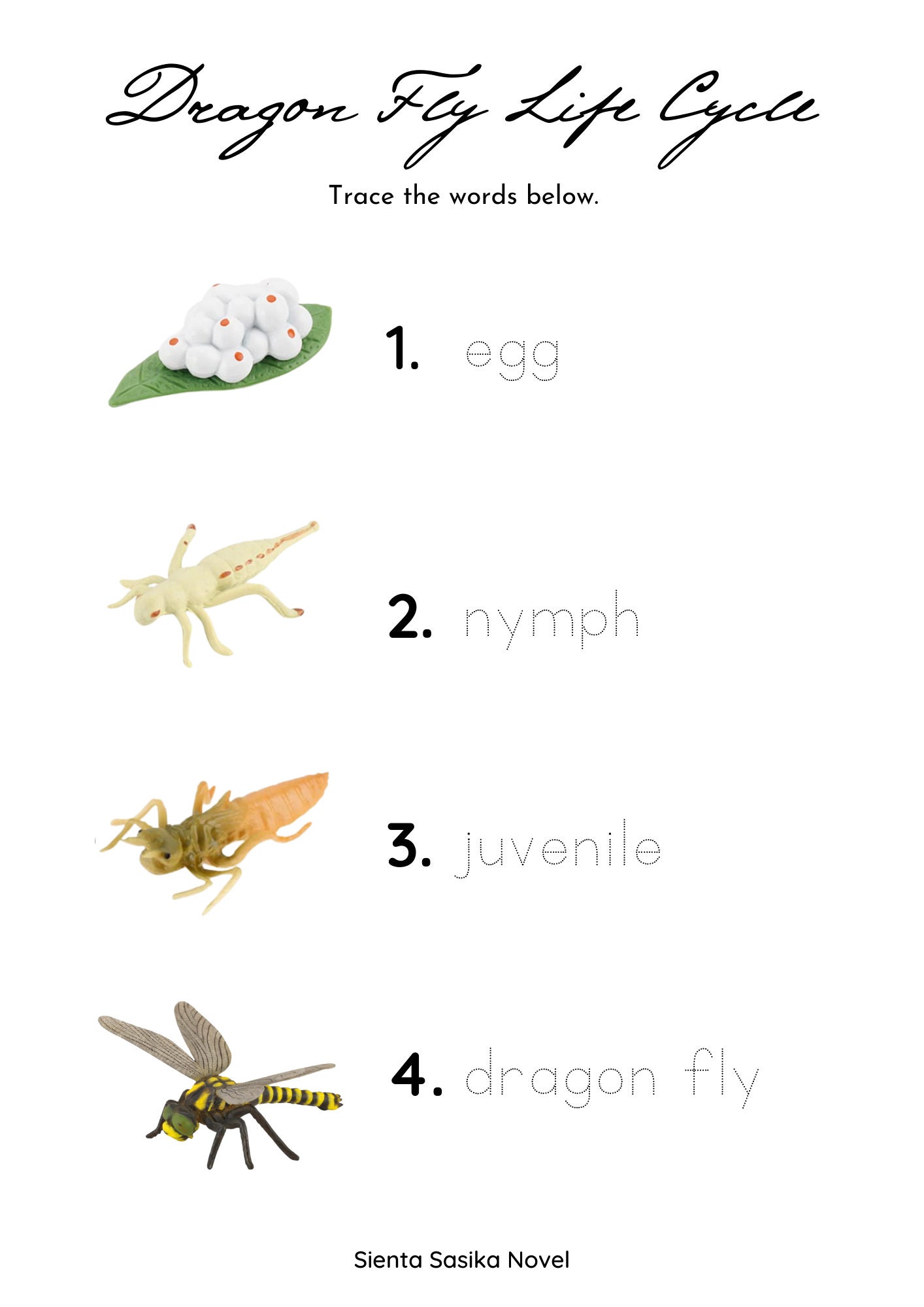LIFE CYCLE: Dragon Fly Life Cycle for Your Figurine Life Cycle Material ...