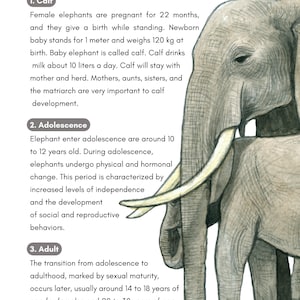 ELEPHANT UNIT STUDY [nature Unit Study] Total 178 Pages | Science ...