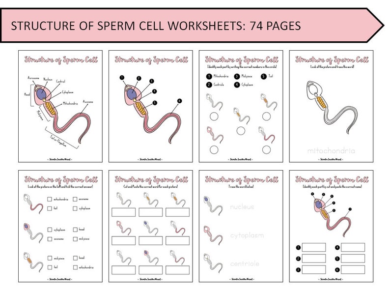 STRUCTURE of SPERM CELL: Montessori 3 Parts Card and 68 Pages Worksheet ...