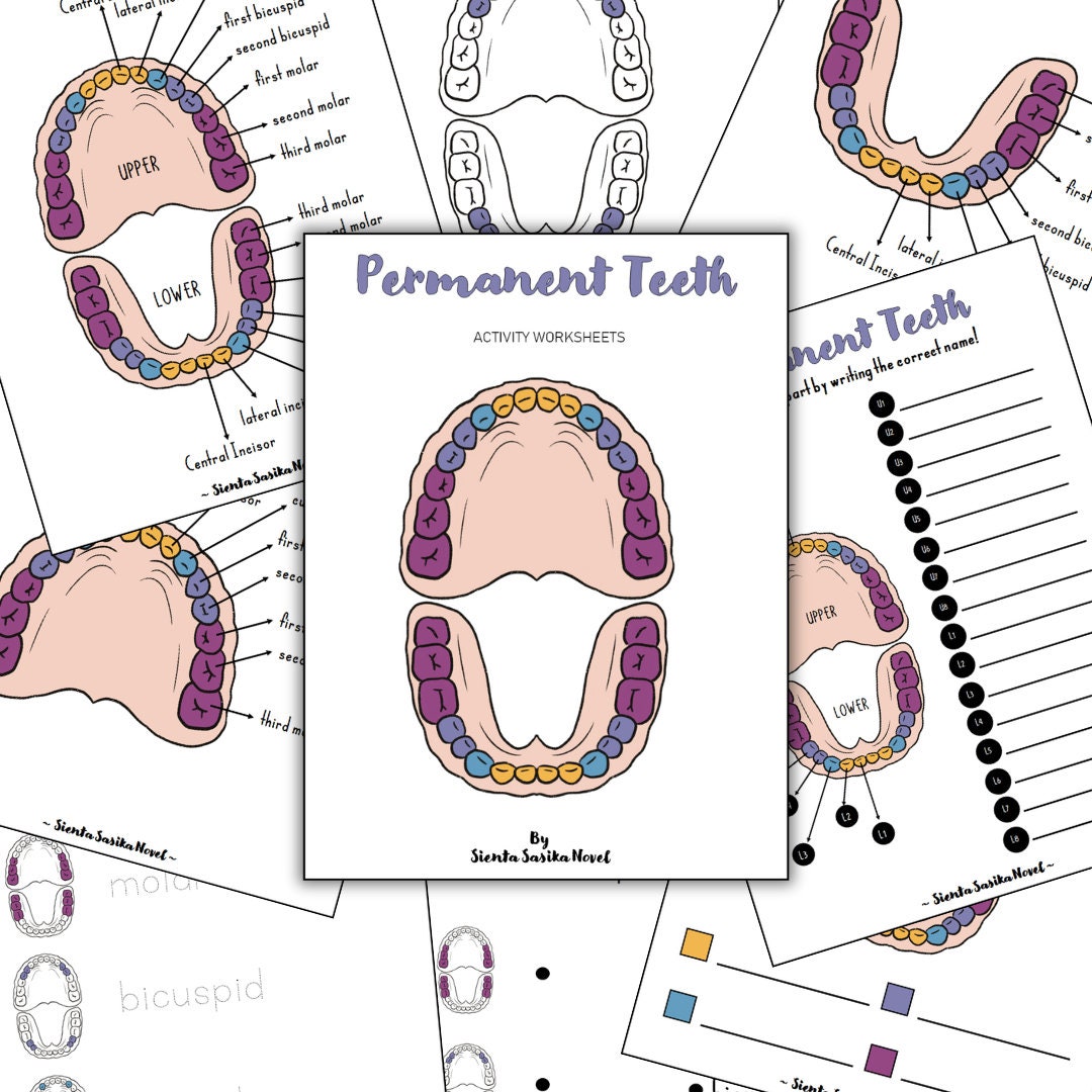 PERMANENT TEETH: Montessori 3 Parts Card and 60 Pages Worksheet | Human ...