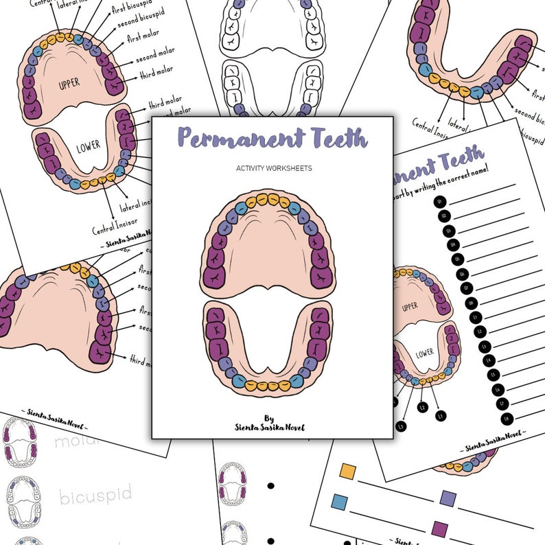 PERMANENT TEETH: Montessori 3 Parts Card and 60 Pages Worksheet | Human ...
