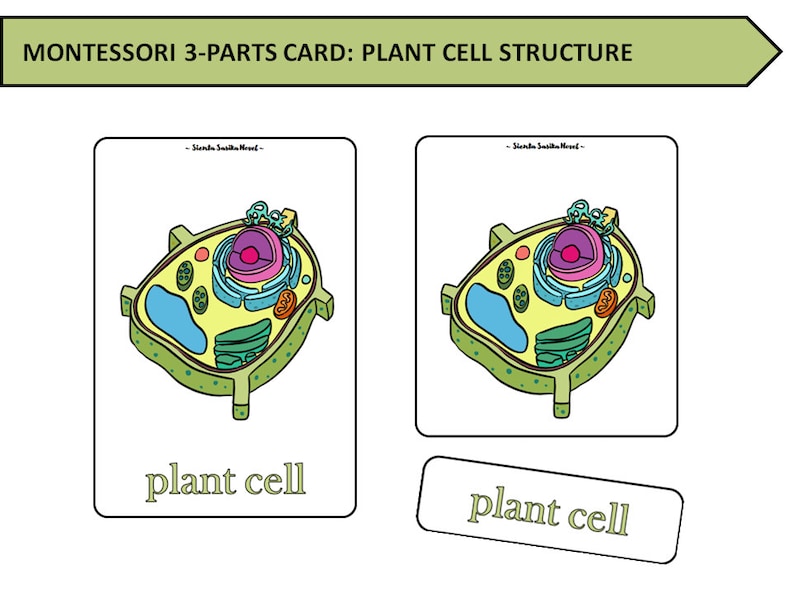 PLANT CELL STRUCTURE: Montessori 3 Parts Card and 115 Pages Worksheet ...