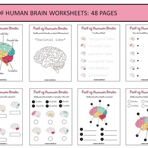 HUMAN BRAIN: Montessori 3 Parts Card and 48 Worksheet Pages | Human ...
