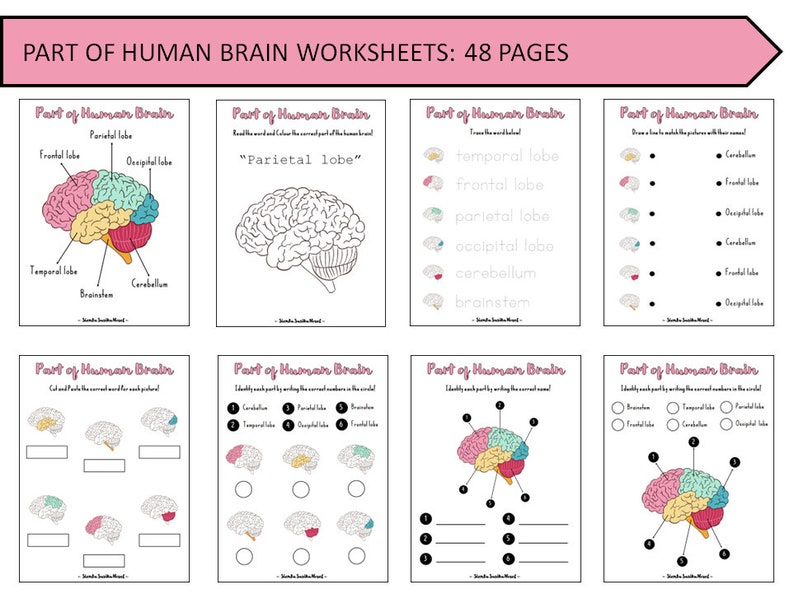 HUMAN BRAIN: Montessori 3 Parts Card and 48 Worksheet Pages | Human ...
