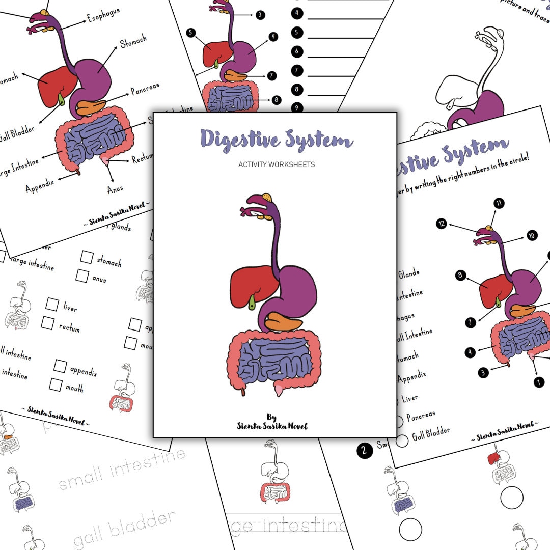 Digestive System Montessori 3-part Cards & Worksheets (PDF) - Etsy