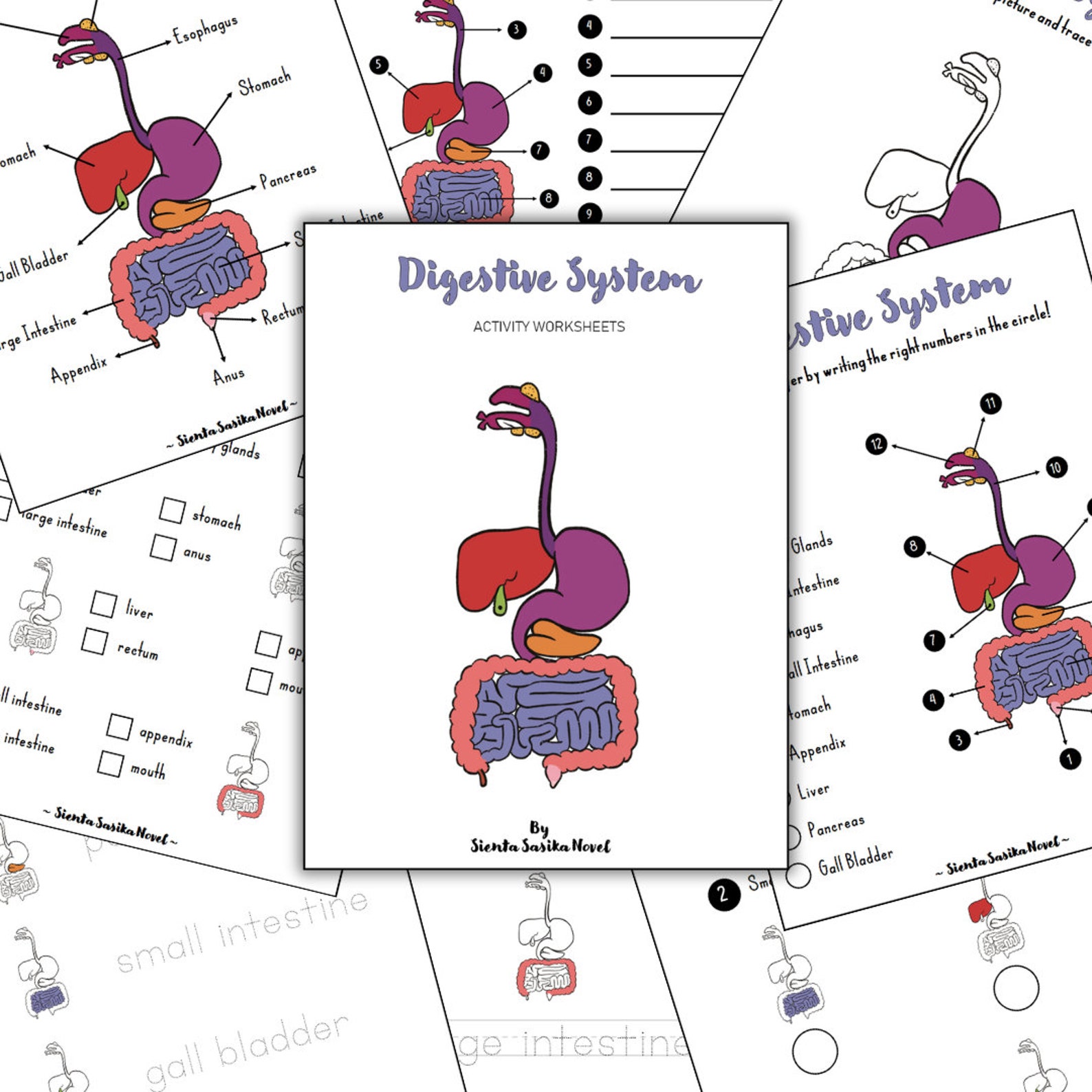 DIGESTIVE SYSTEM: Montessori 3 Parts Card and 85 Pages Worksheet ...