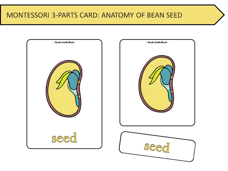 BEAN SEED ANATOMY: Montessori 3 Parts Card and 45 Pages Worksheet ...
