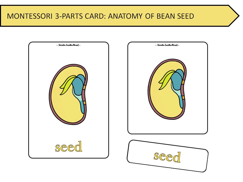 ANATOMY of BEAN SEED: Montessori 3 Parts Card and 45 Pages Worksheet ...