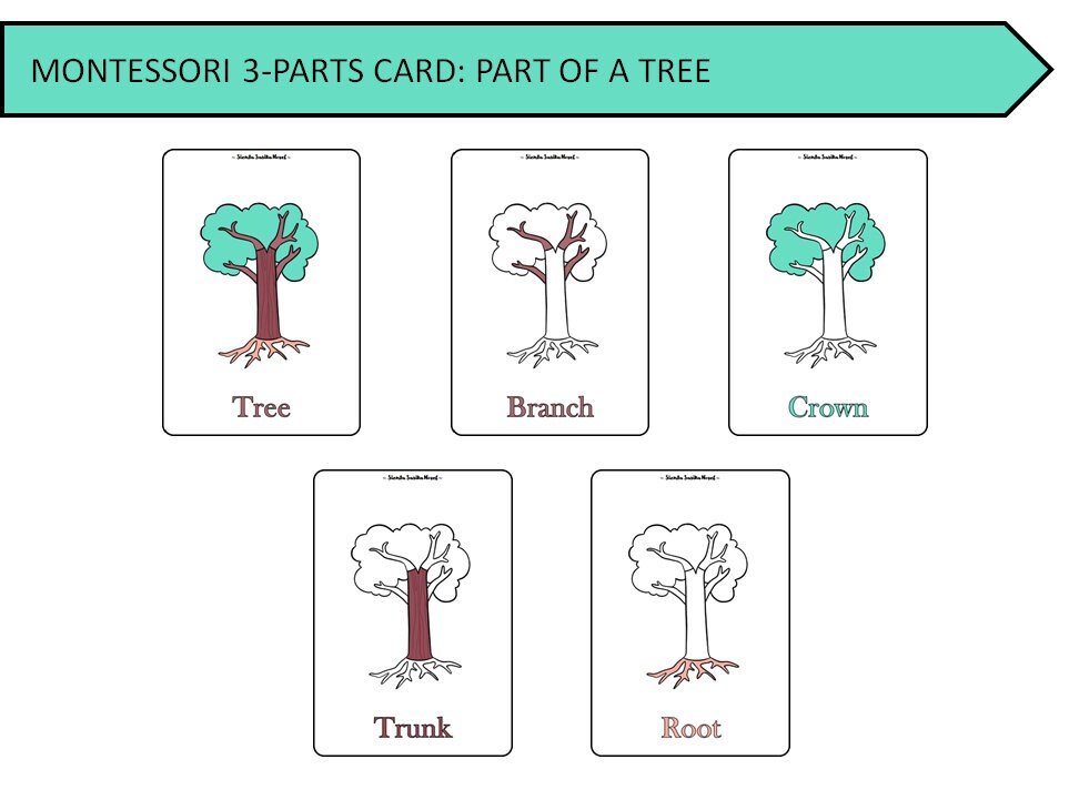 PART OF A TREE: Montessori 3 Parts Card and 39 Pages Worksheet - Etsy